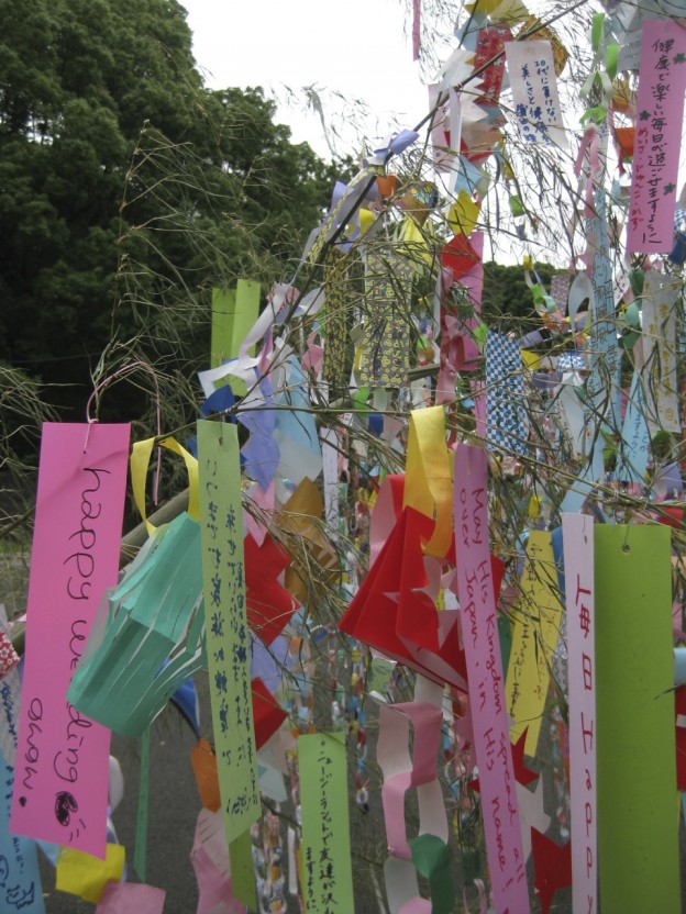 Tanabata tree | Roots and Grubs